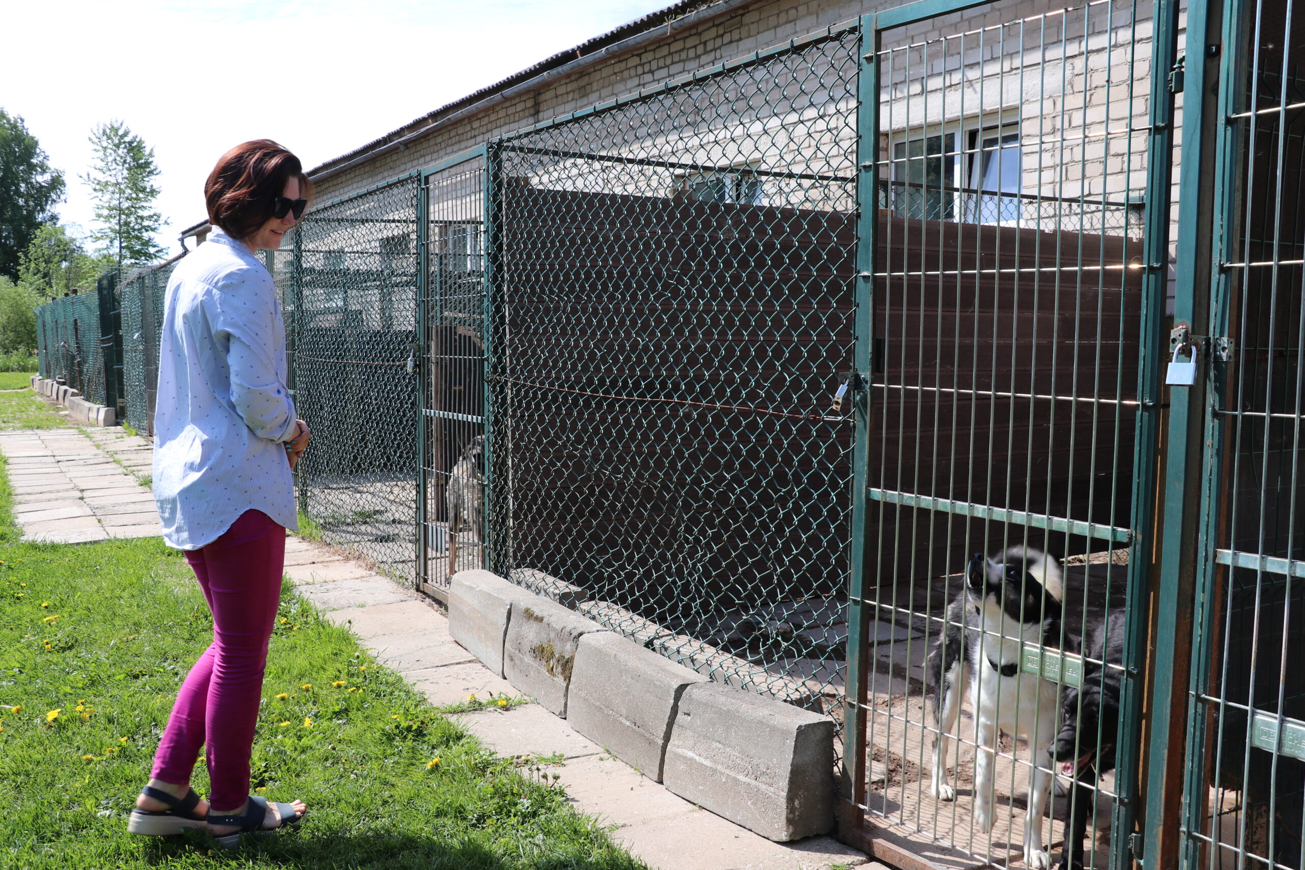 Lielākā daļa suņu Alūksnes dzīvnieku patversmē ir no Gulbenes novada ...