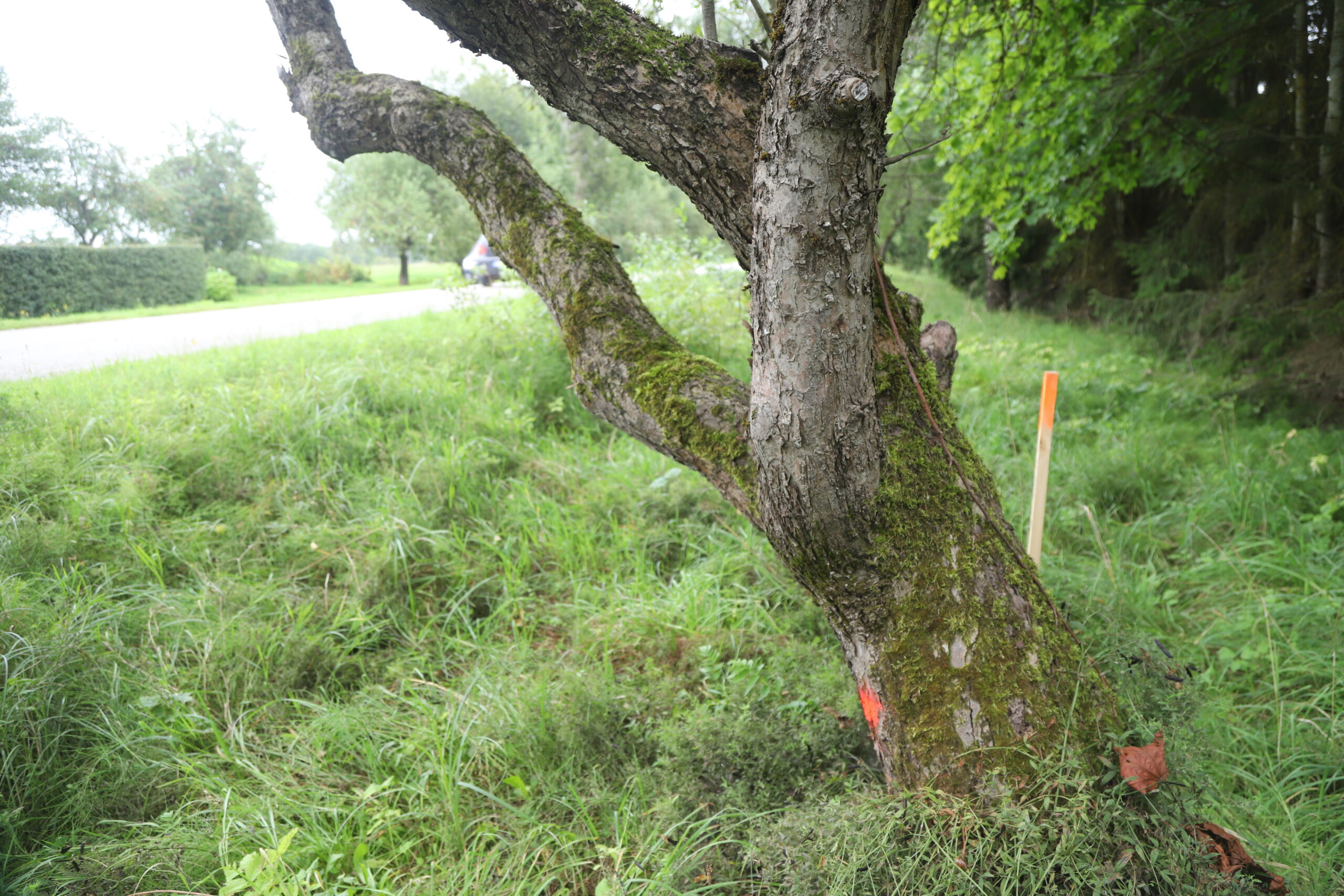Blakus ceļam augošās ābeles Tirzā nezāģēs - Dzirkstele.lv