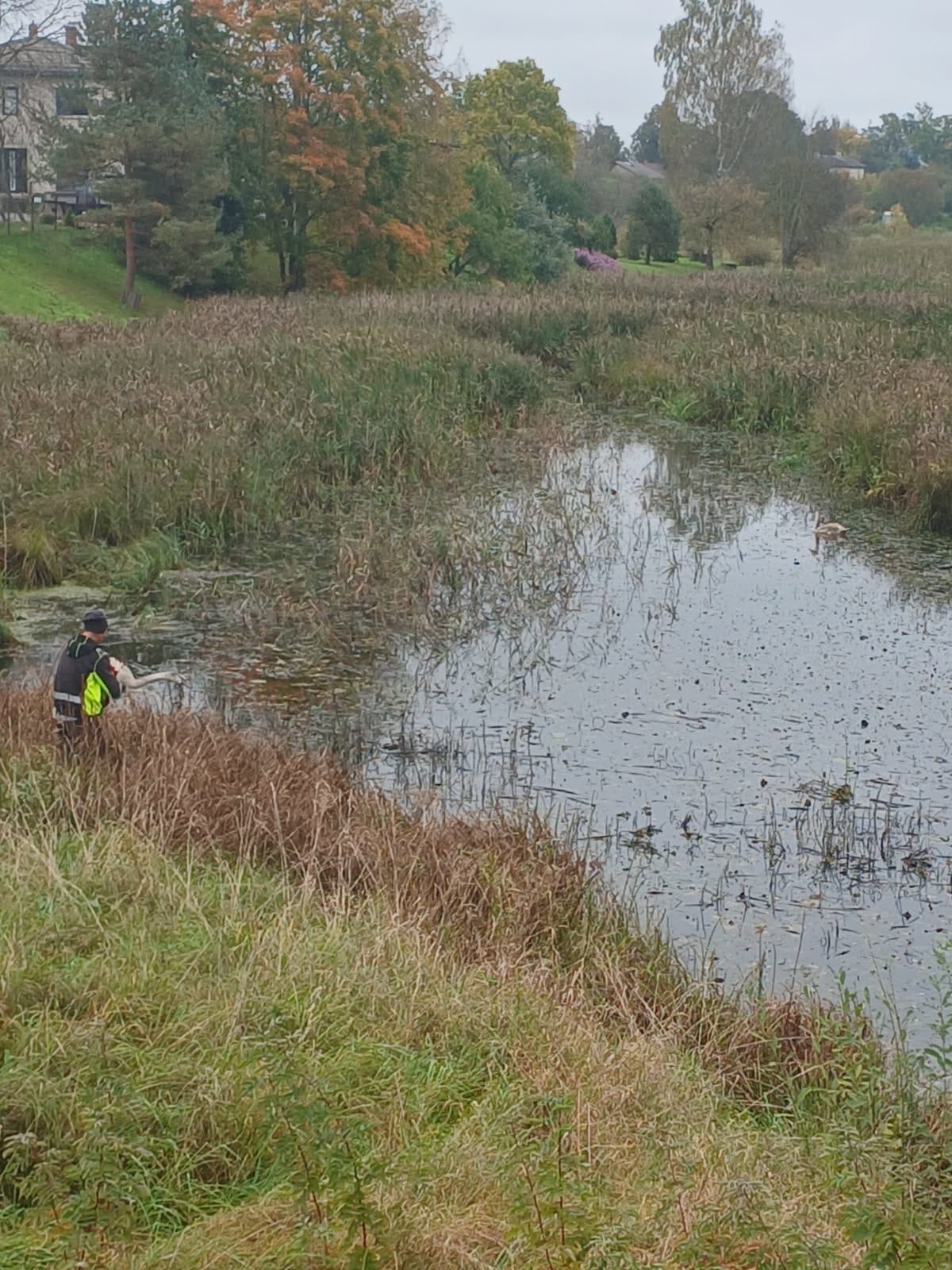 Jaunais gulbis gozējas Gulbenes centrā - Dzirkstele.lv