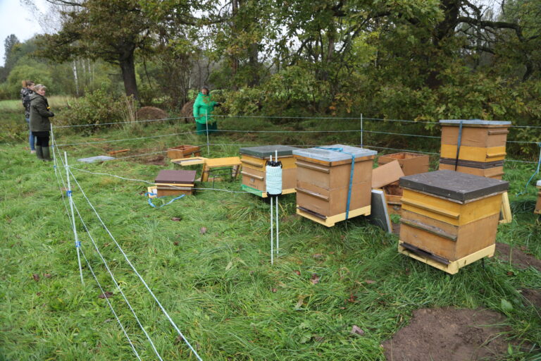 Bitenieks Rolands Krevics: “Lācis nāk ēst medu gandrīz katru nakti jau ...