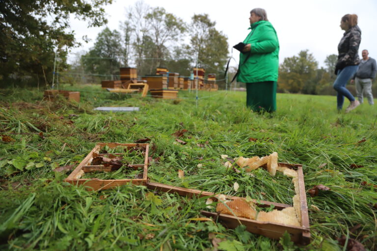 Bitenieks Rolands Krevics: “Lācis nāk ēst medu gandrīz katru nakti jau ...